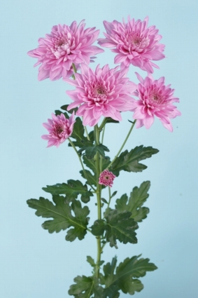 Varieties | 菊の育種、種苗販売。イノチオ精興園